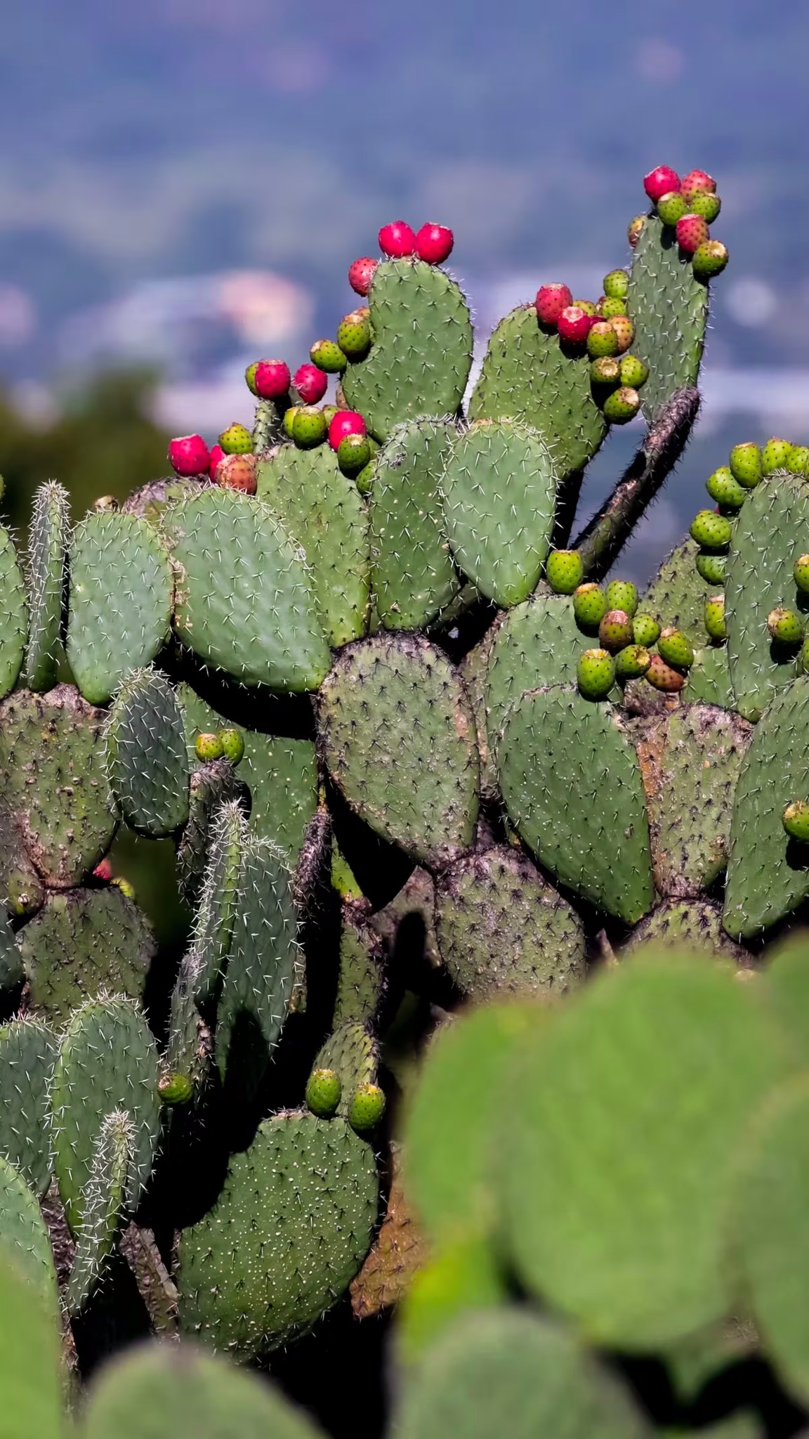 Propiedades del nopal - Fuente Remedio